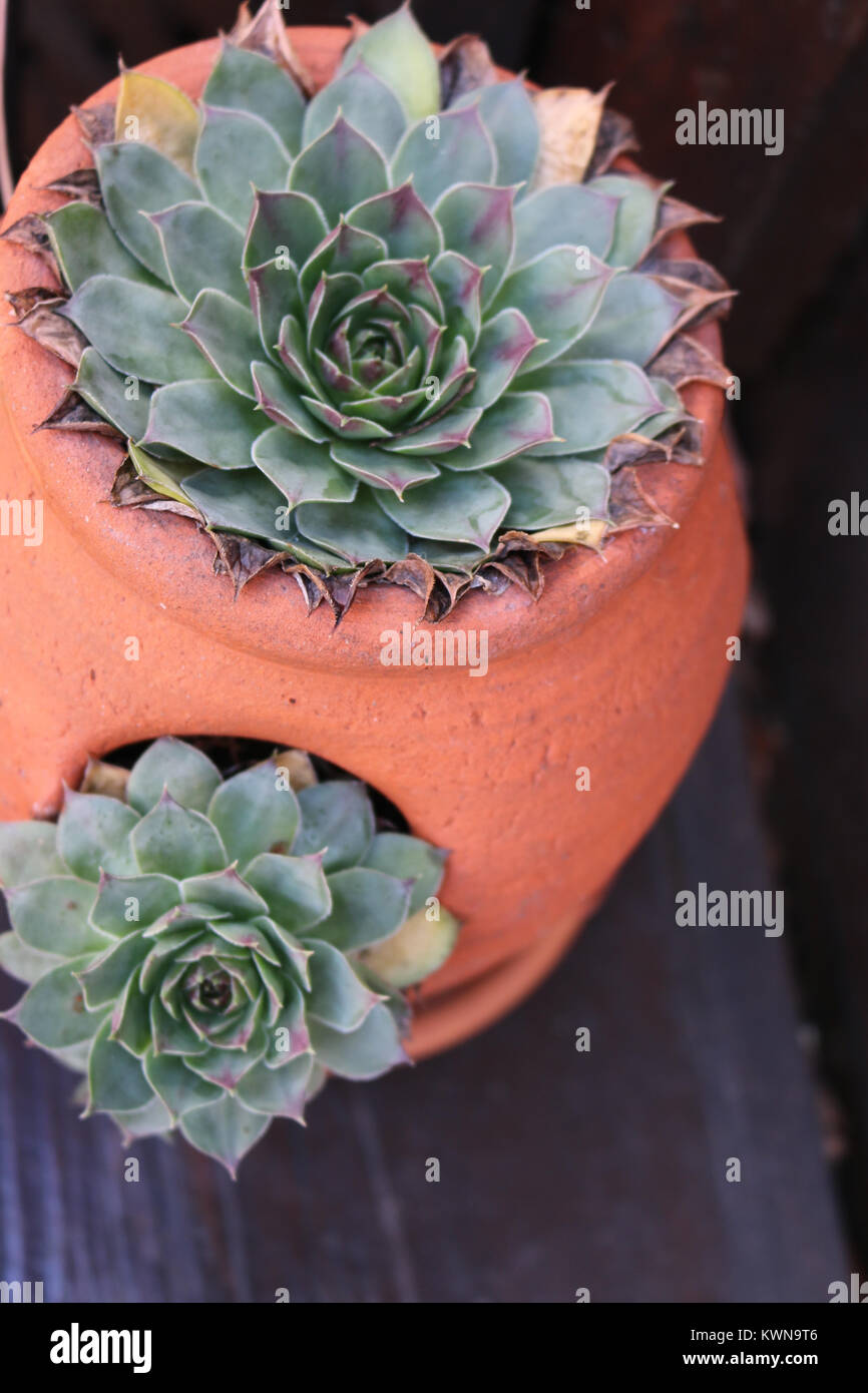 Hen and Chick plant in a small terracotta pot Stock Photo - Alamy