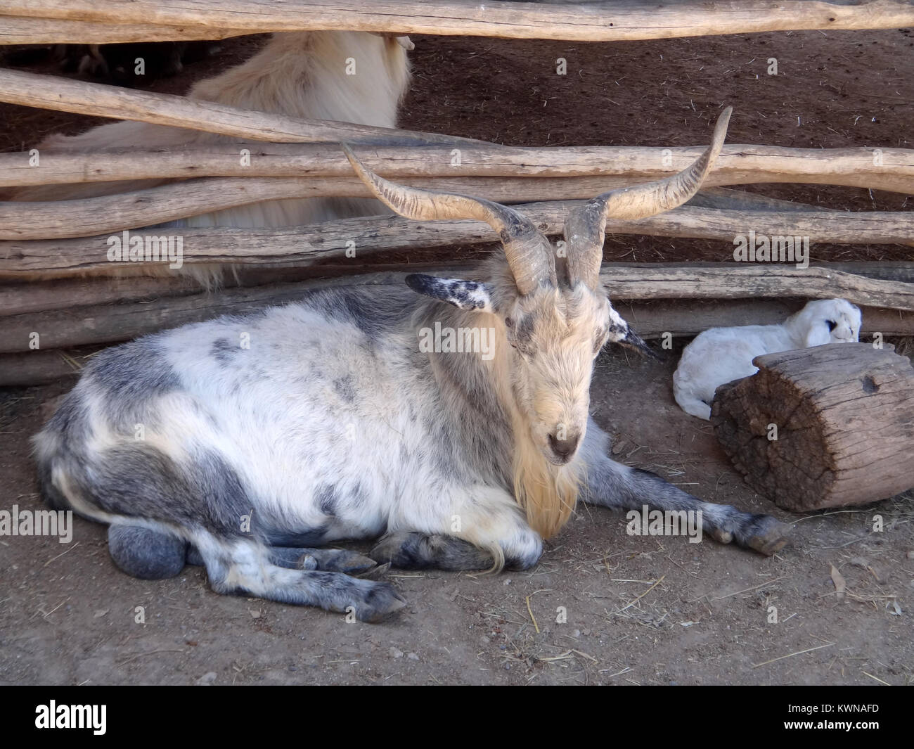 Old goat hi-res stock photography and images - Alamy