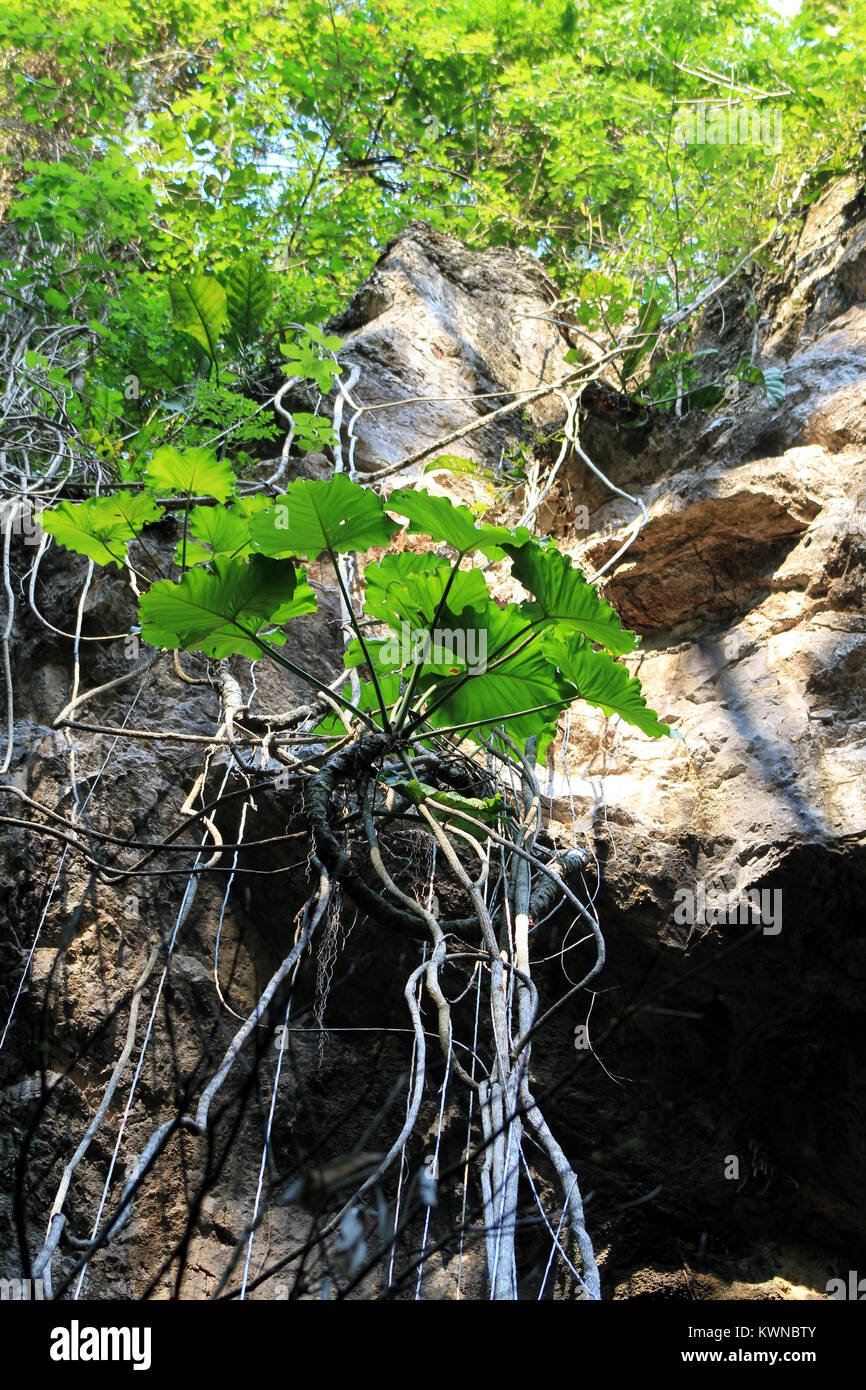 Vines tropical rain forest Stock Photo - Alamy