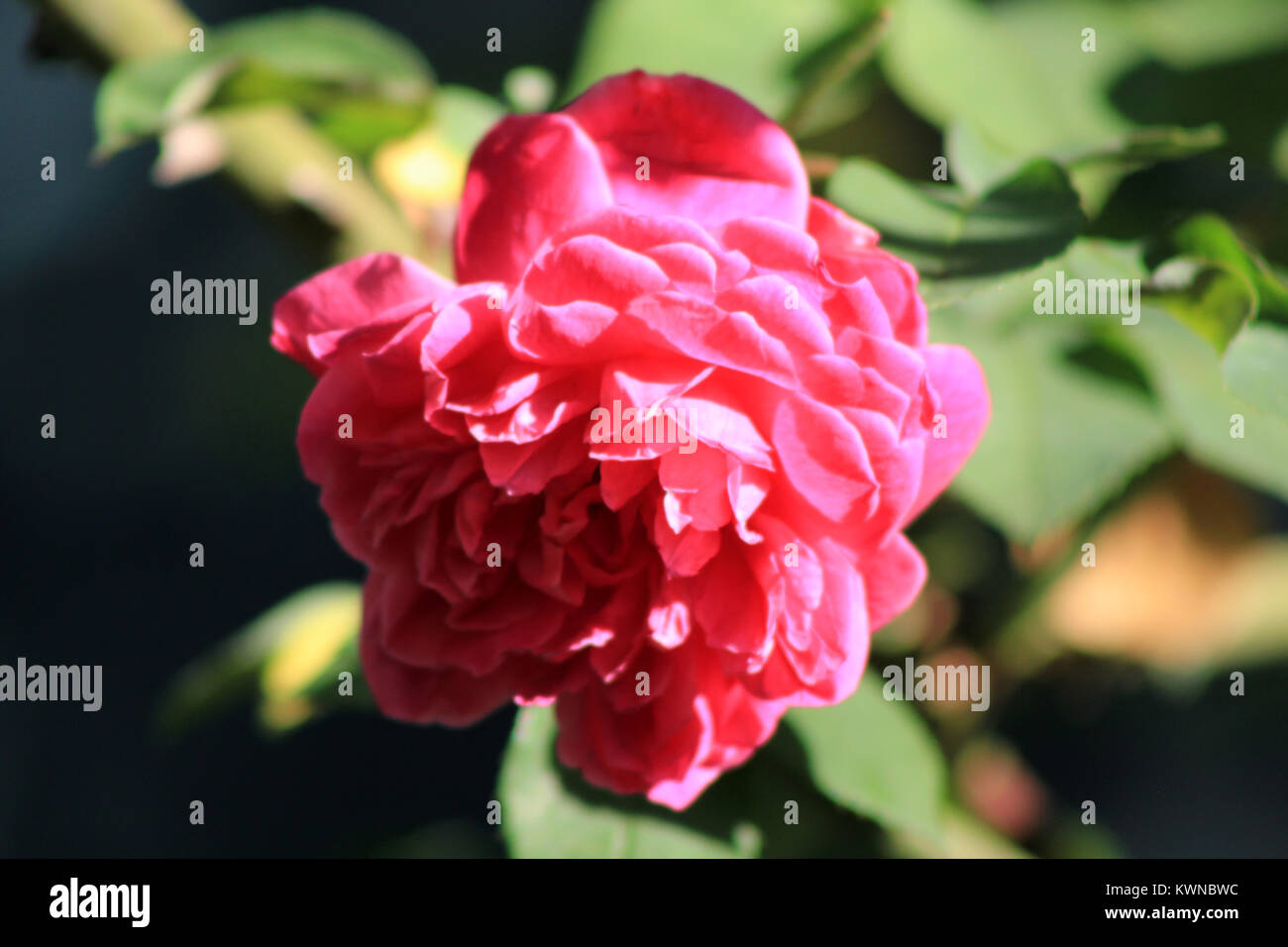 Rose do brazil hi-res stock photography and images - Alamy