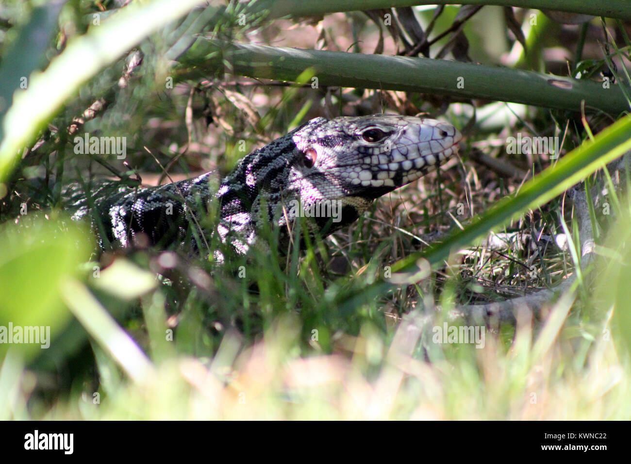 lizard green brazil bonito Stock Photo - Alamy