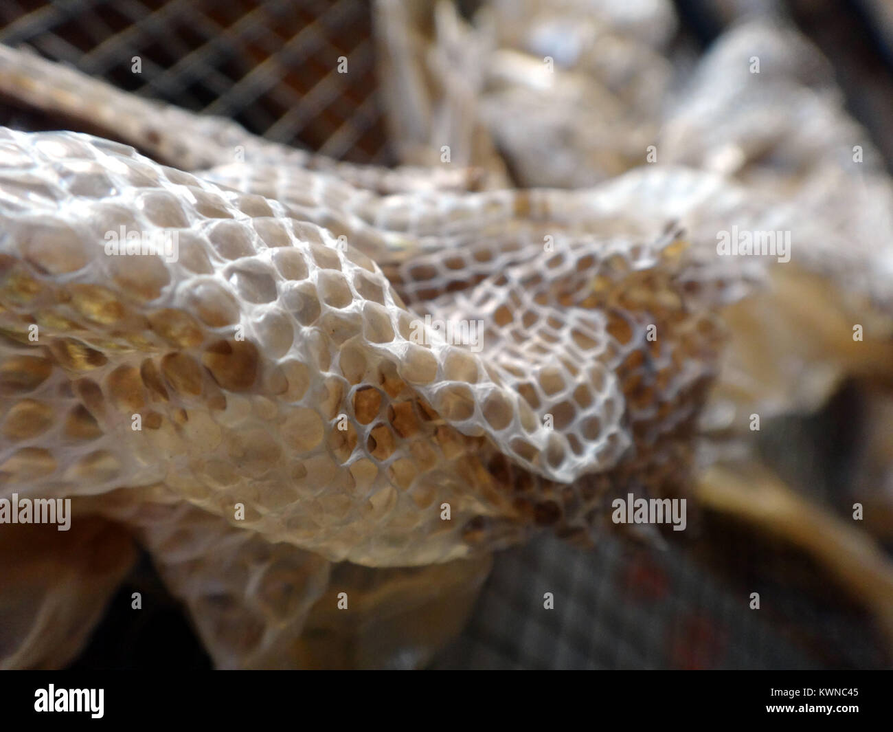 Cobra bio hi-res stock photography and images - Alamy