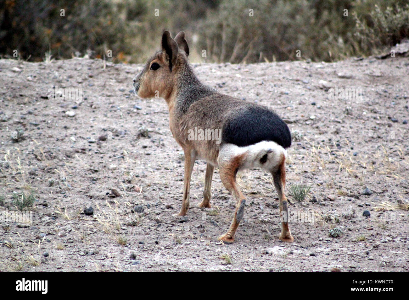 Mara patagonia patagonica Stock Photo - Alamy