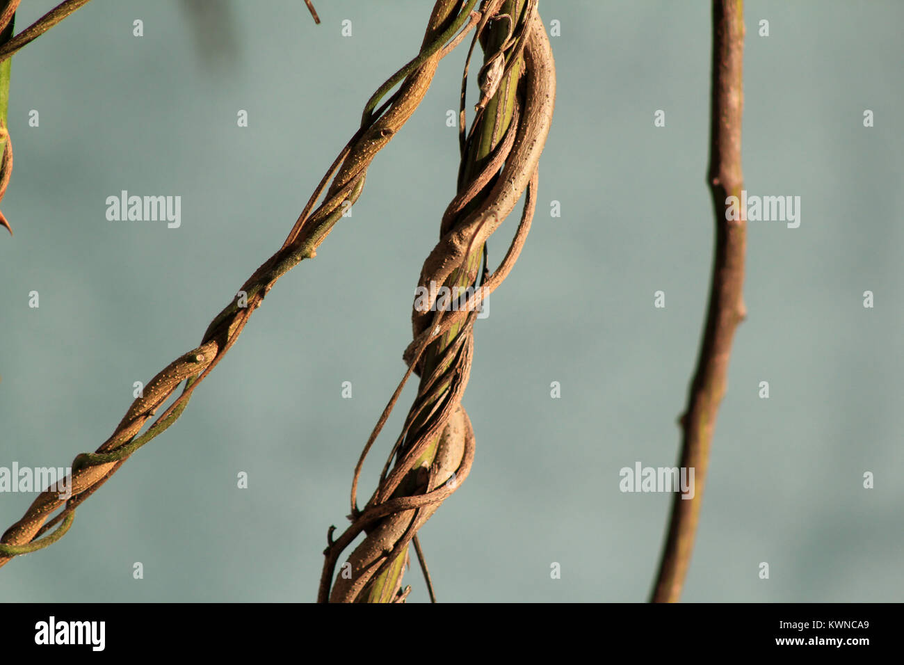 Close up photo of green vines hi-res stock photography and images - Alamy