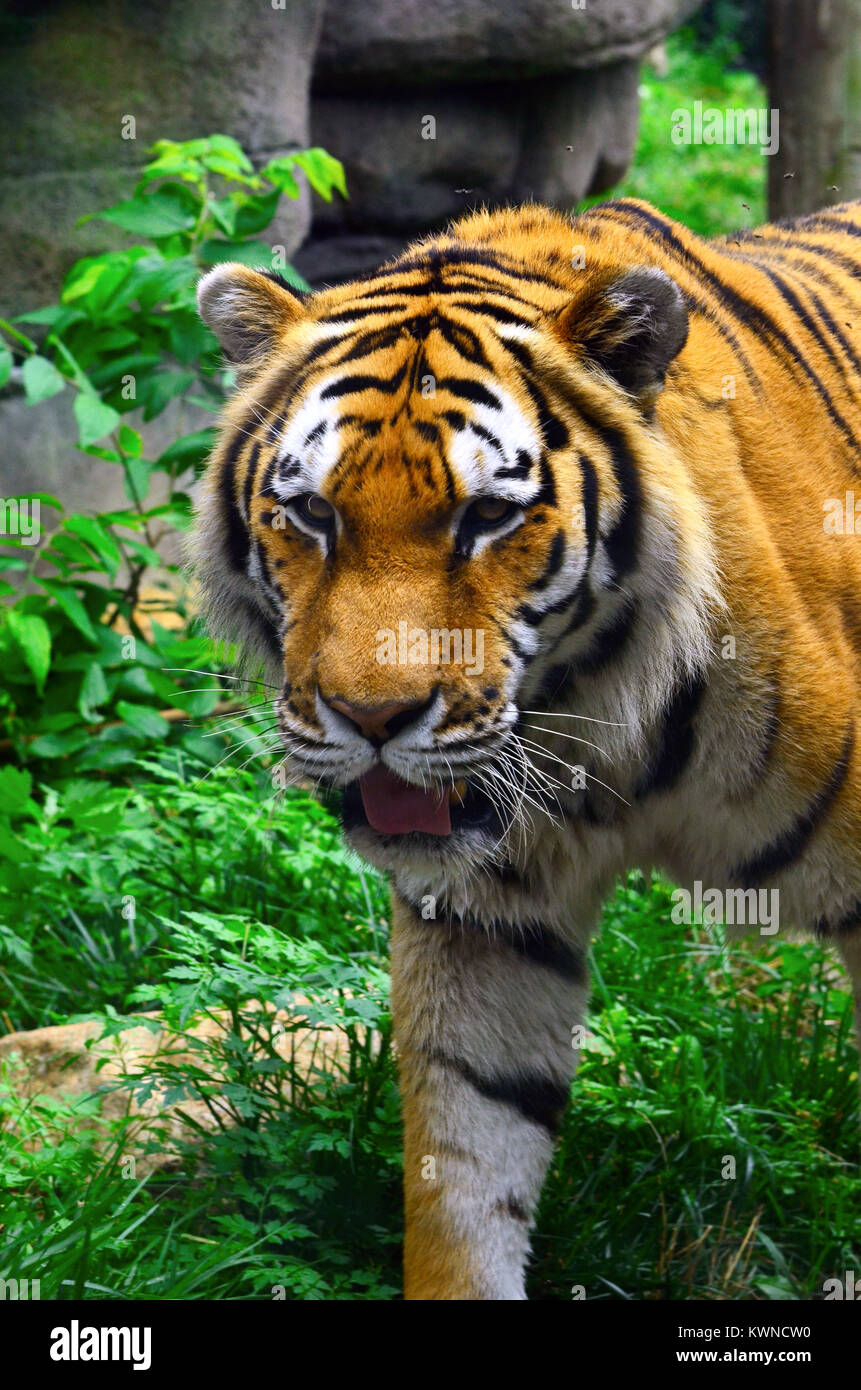 Project tiger hi-res stock photography and images - Alamy