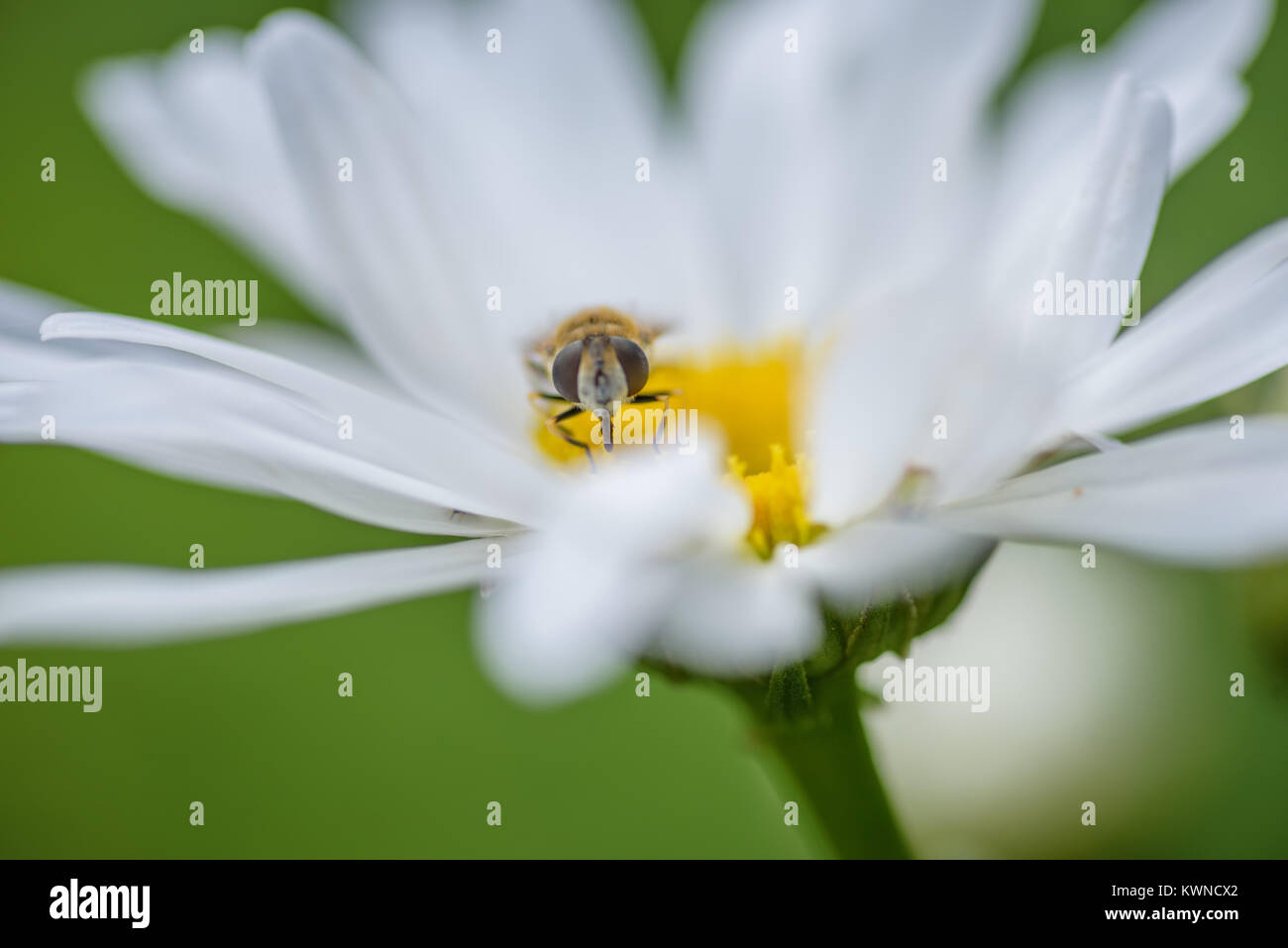 closeup of bee on white daisy Stock Photo - Alamy