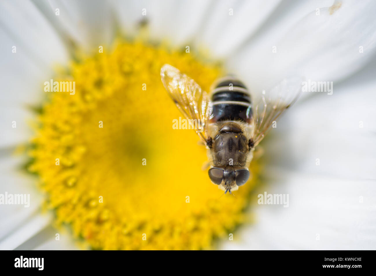 extreme close up of a honey bee pollinating a white daisy flower in ...