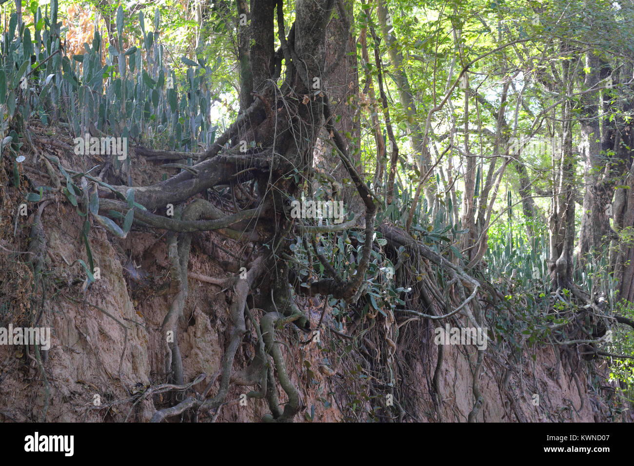 Tree with twisted roots Stock Photo - Alamy