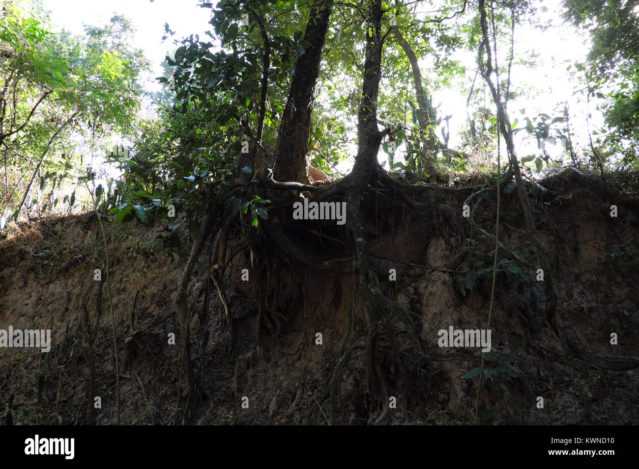 Curvy roots hi-res stock photography and images - Alamy