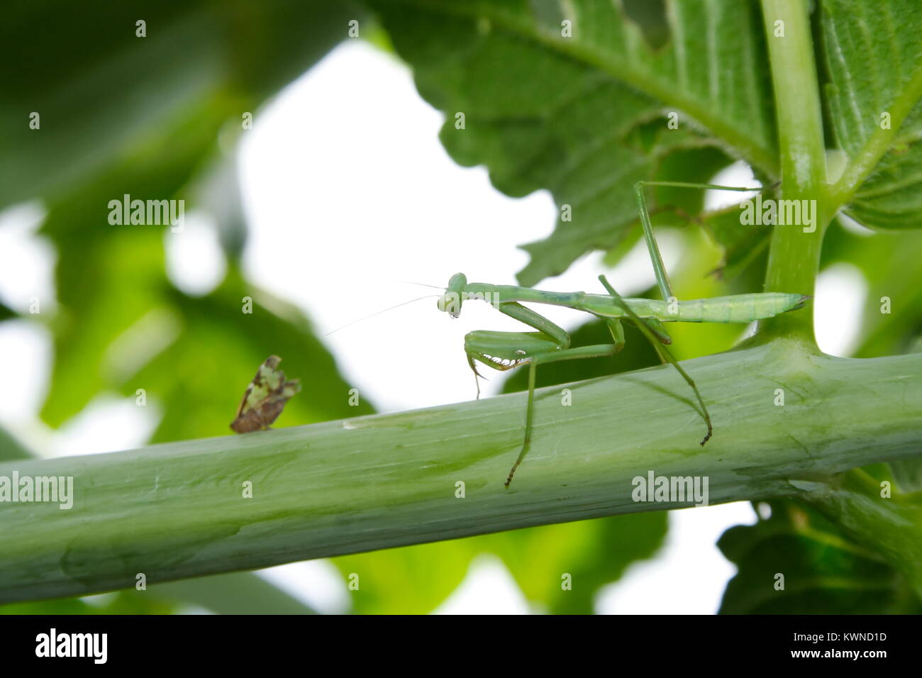 Juvenile Praying Mantis stalking a small moth Stock Photo - Alamy