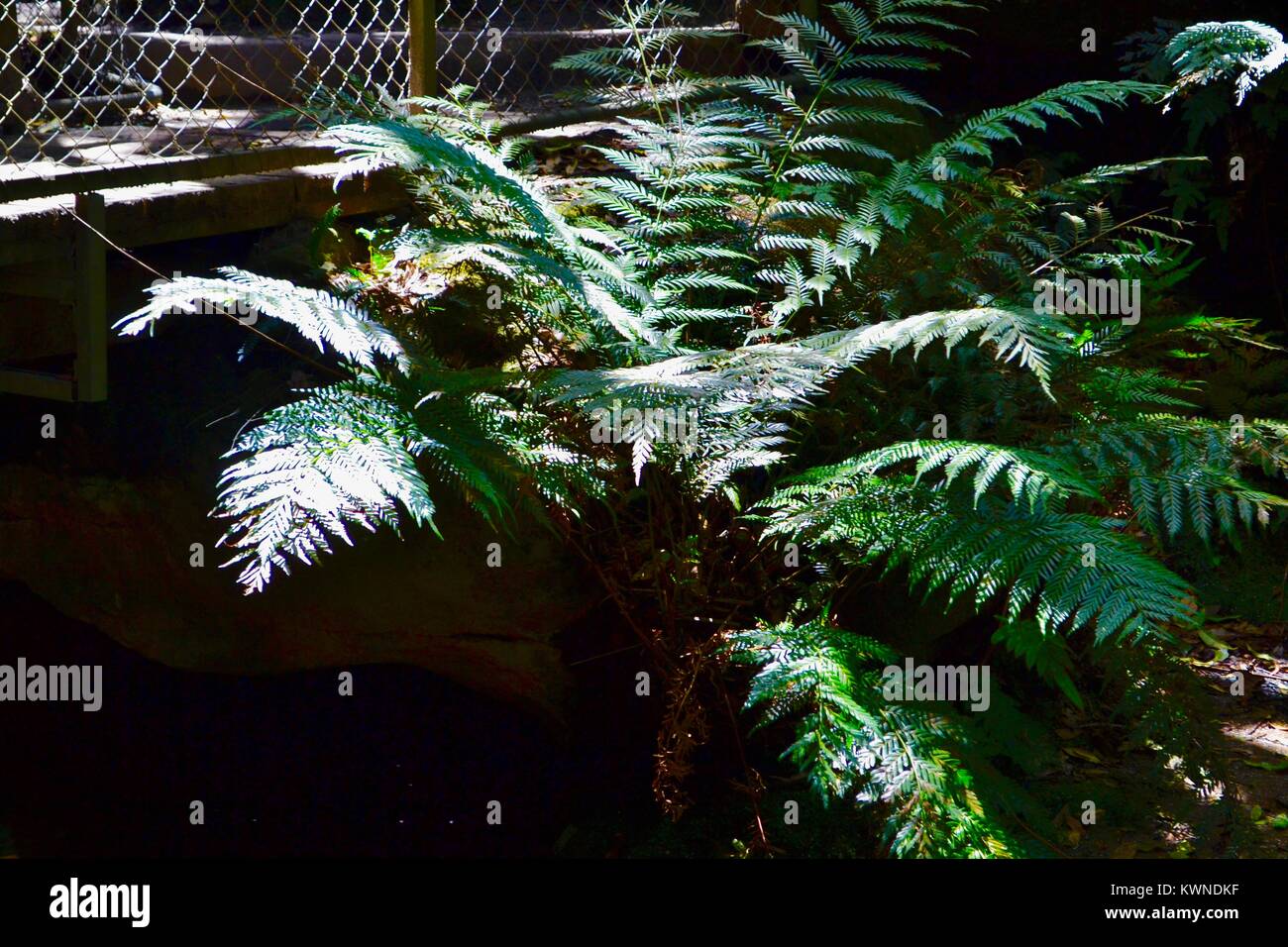 Fern in shade Stock Photo - Alamy