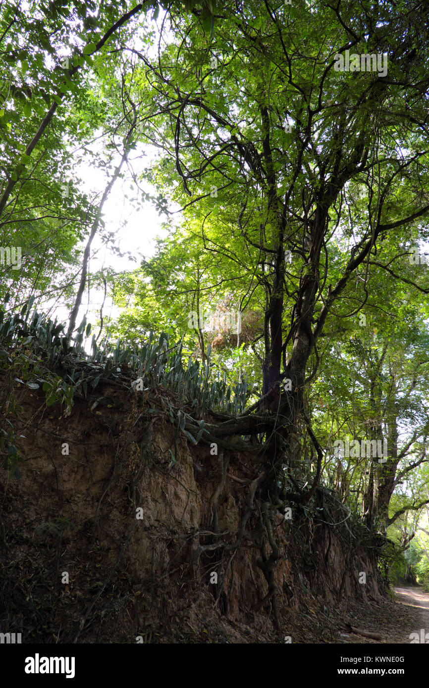 Tree with twisted roots Stock Photo - Alamy