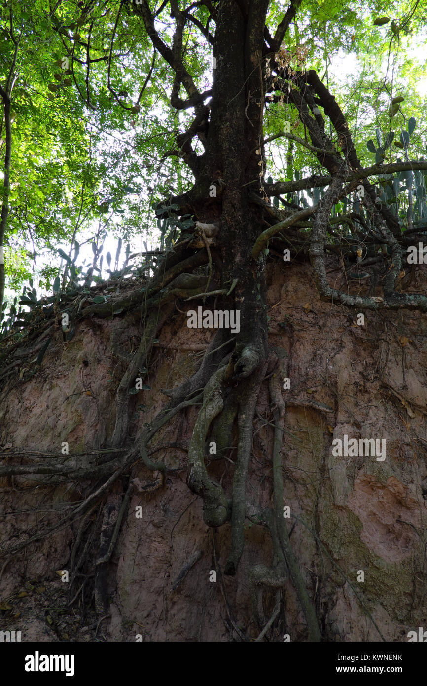 Tree with twisted roots Stock Photo - Alamy