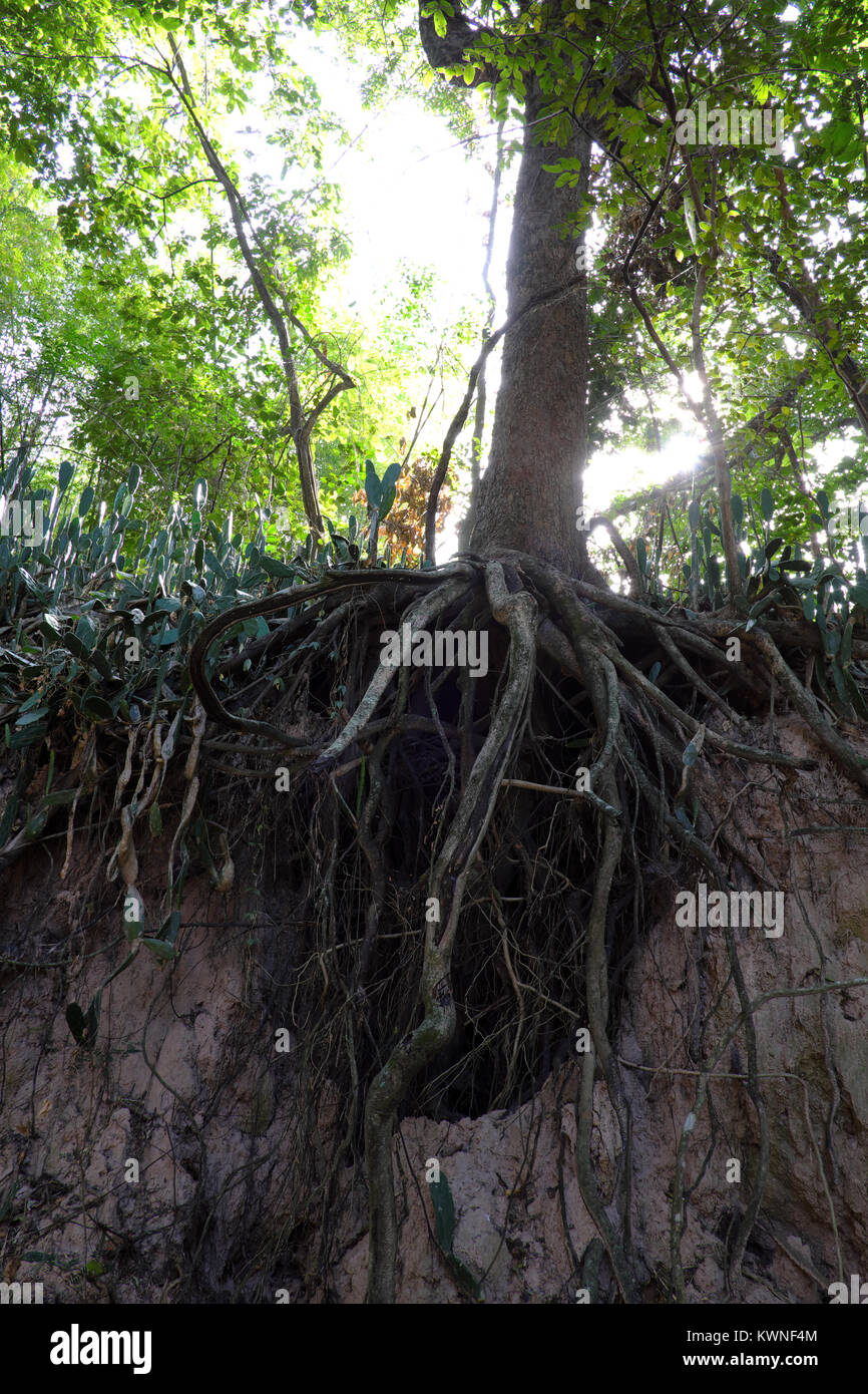 Tree with twisted roots Stock Photo - Alamy