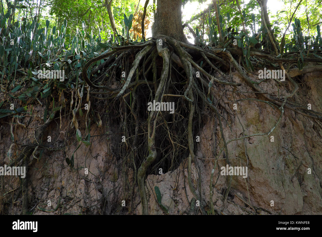 Tree with twisted roots Stock Photo - Alamy