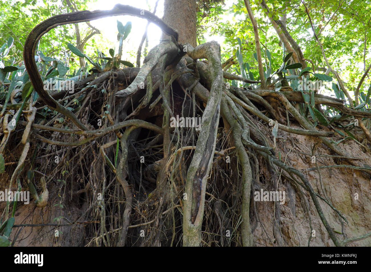 Tree with twisted roots Stock Photo - Alamy