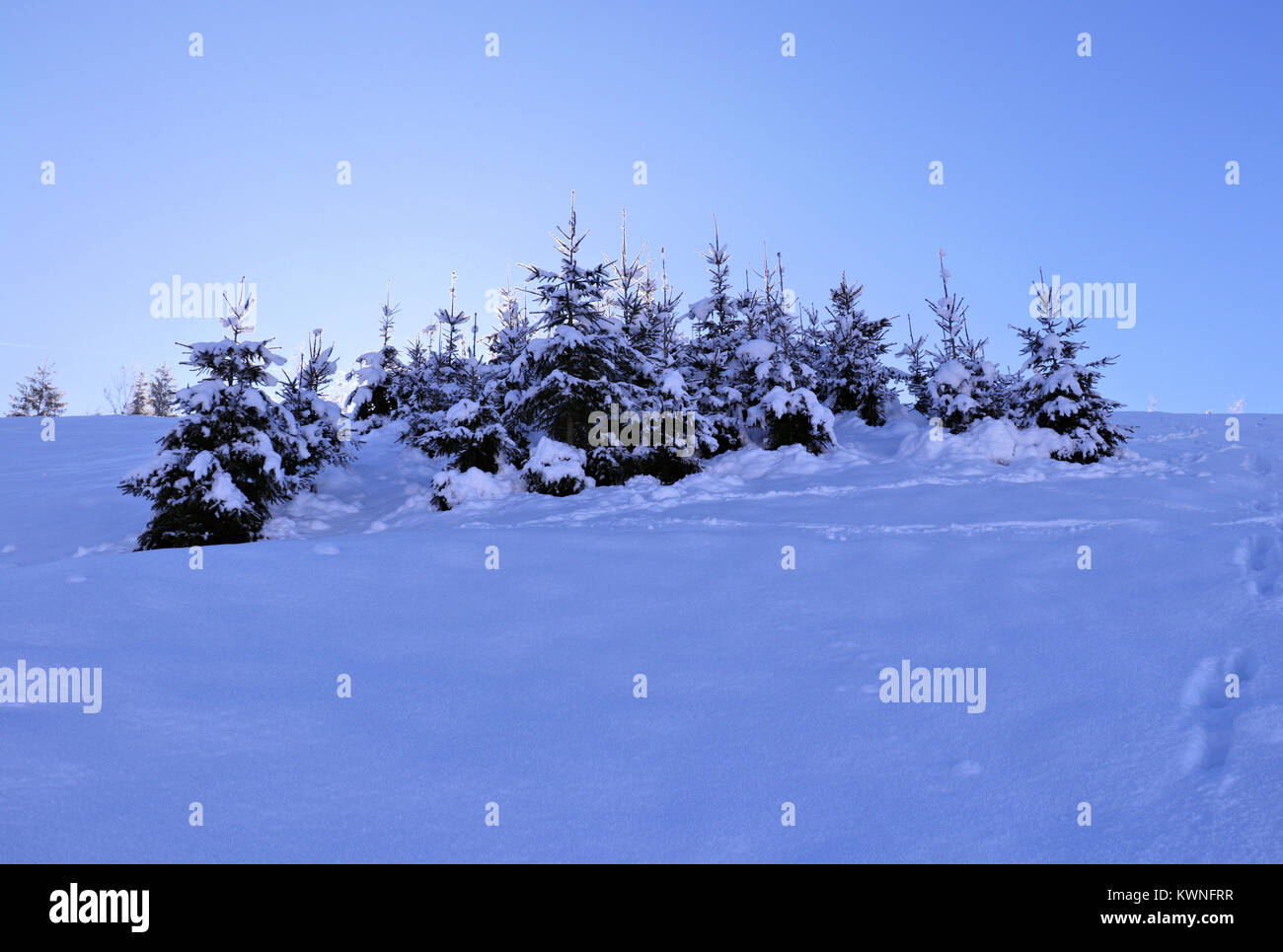 small spruce trees in winter time Stock Photo - Alamy
