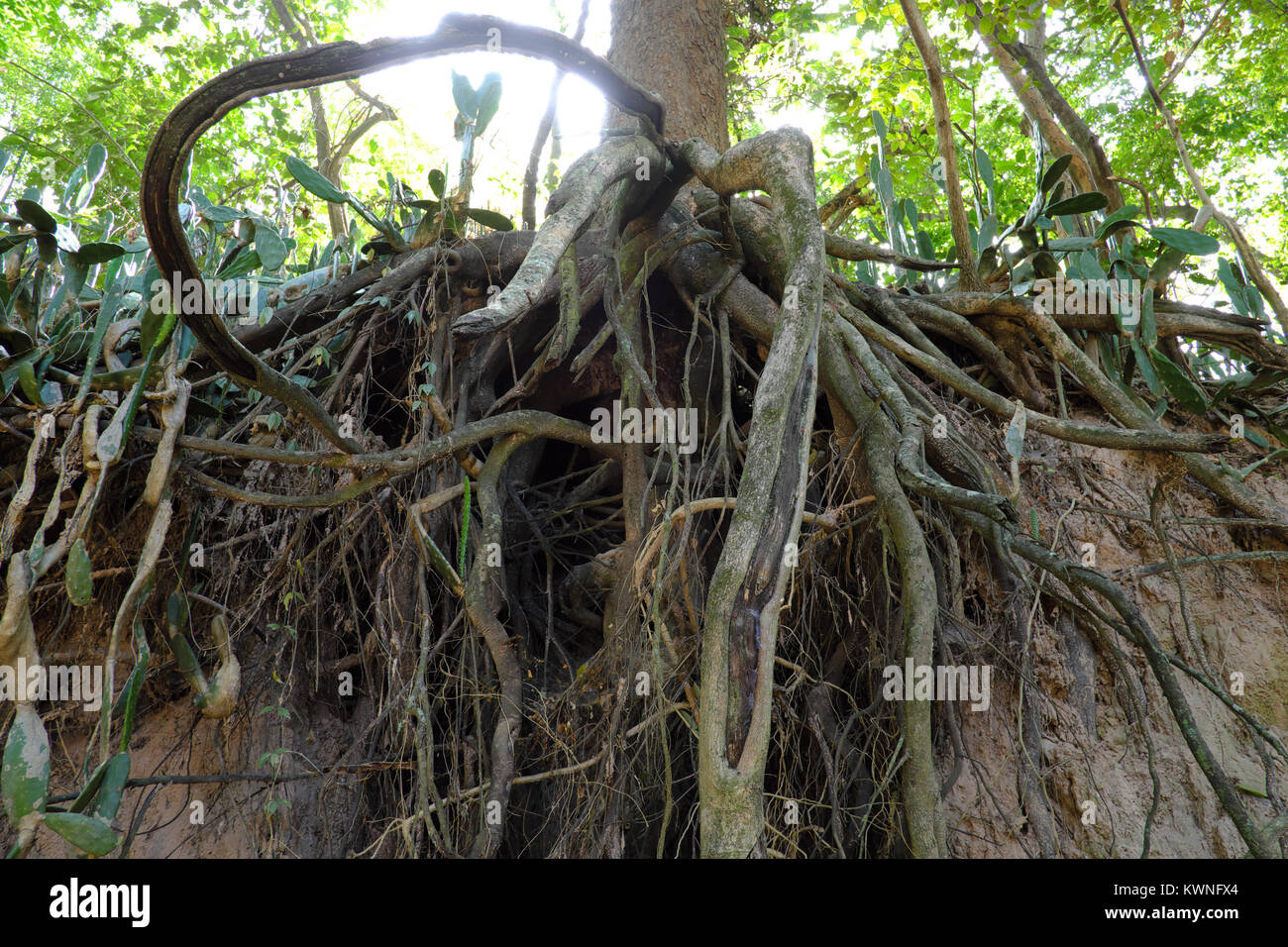 Tree with twisted roots Stock Photo - Alamy