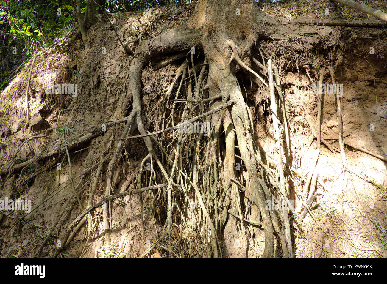Tree with twisted roots Stock Photo - Alamy