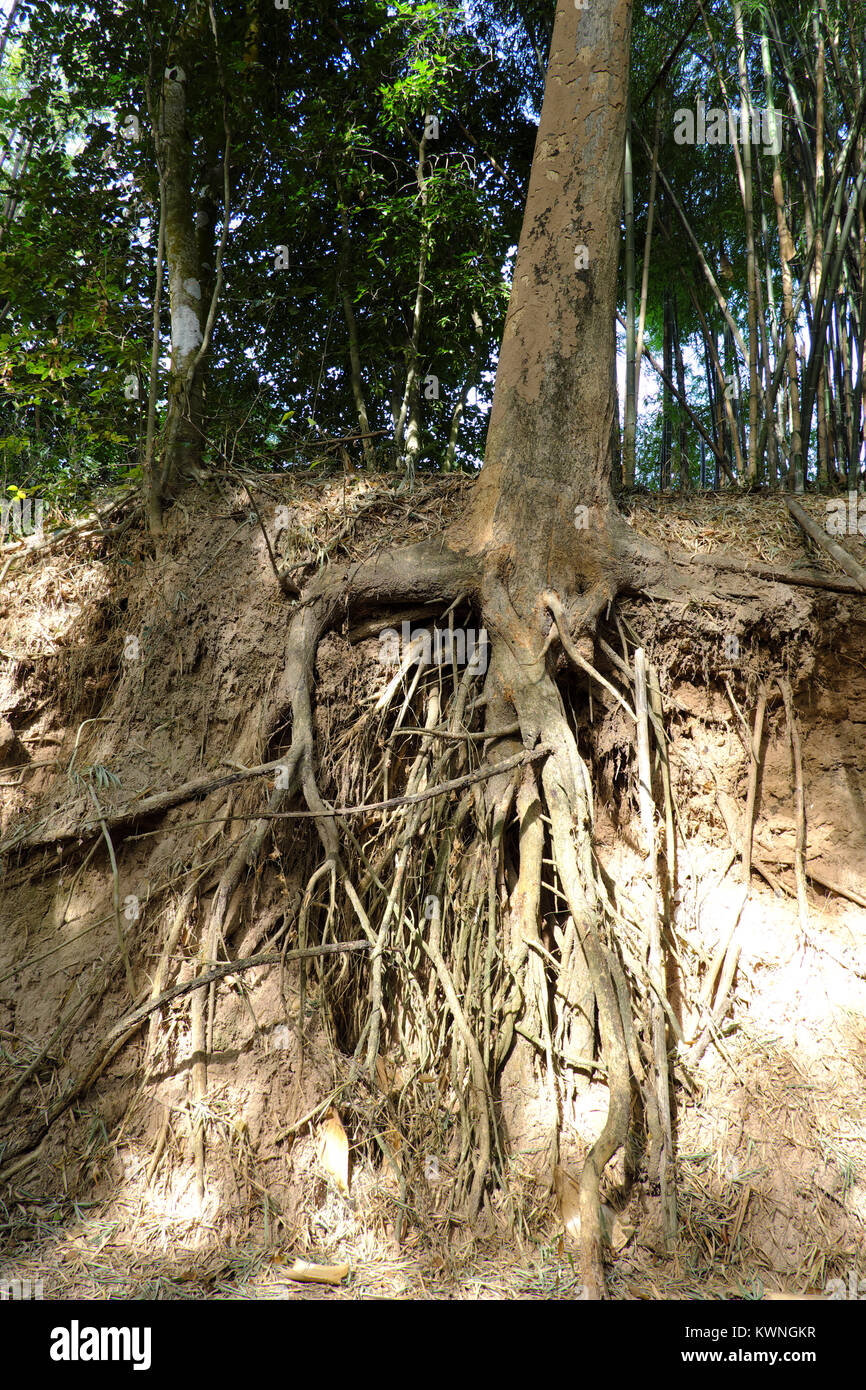 Tree with twisted roots Stock Photo - Alamy