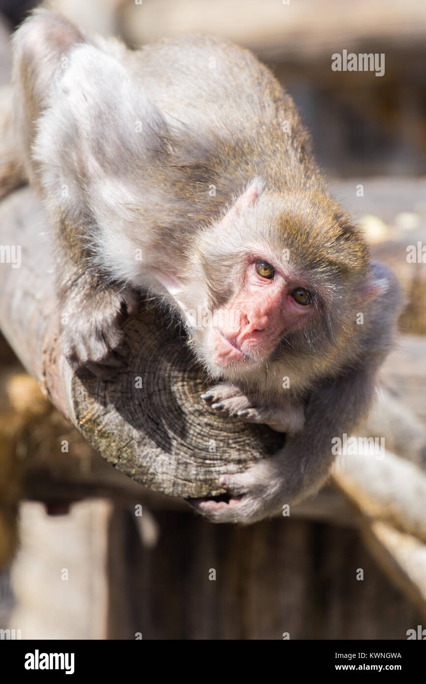 The small monkey has nestled on a log and looks forward. Copyspace ...
