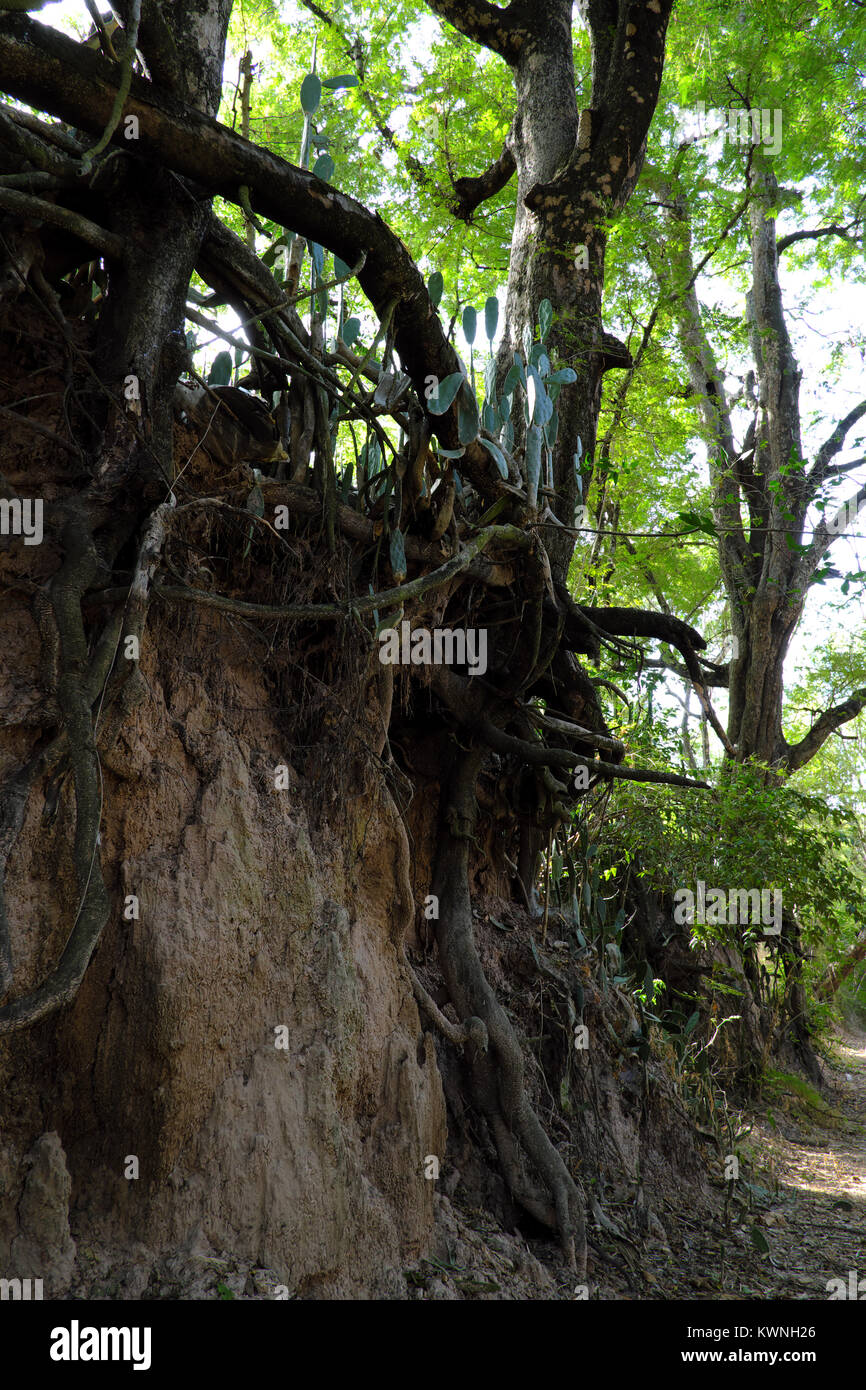Tree with twisted roots Stock Photo - Alamy