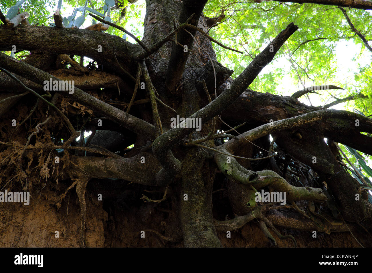 Tree with twisted roots Stock Photo - Alamy