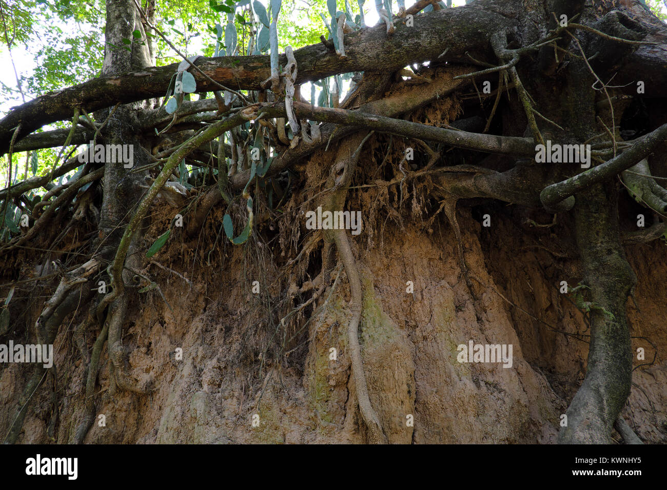 Tree with twisted roots Stock Photo - Alamy