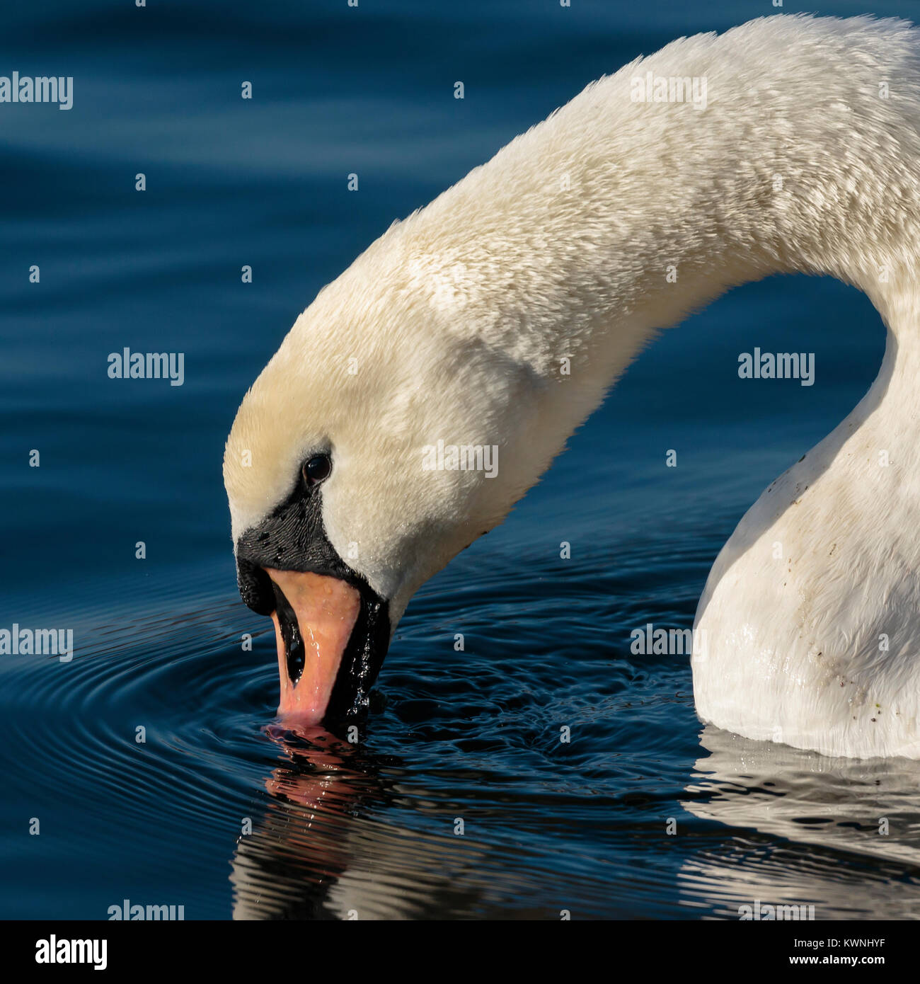 White swan facing left hi-res stock photography and images - Alamy