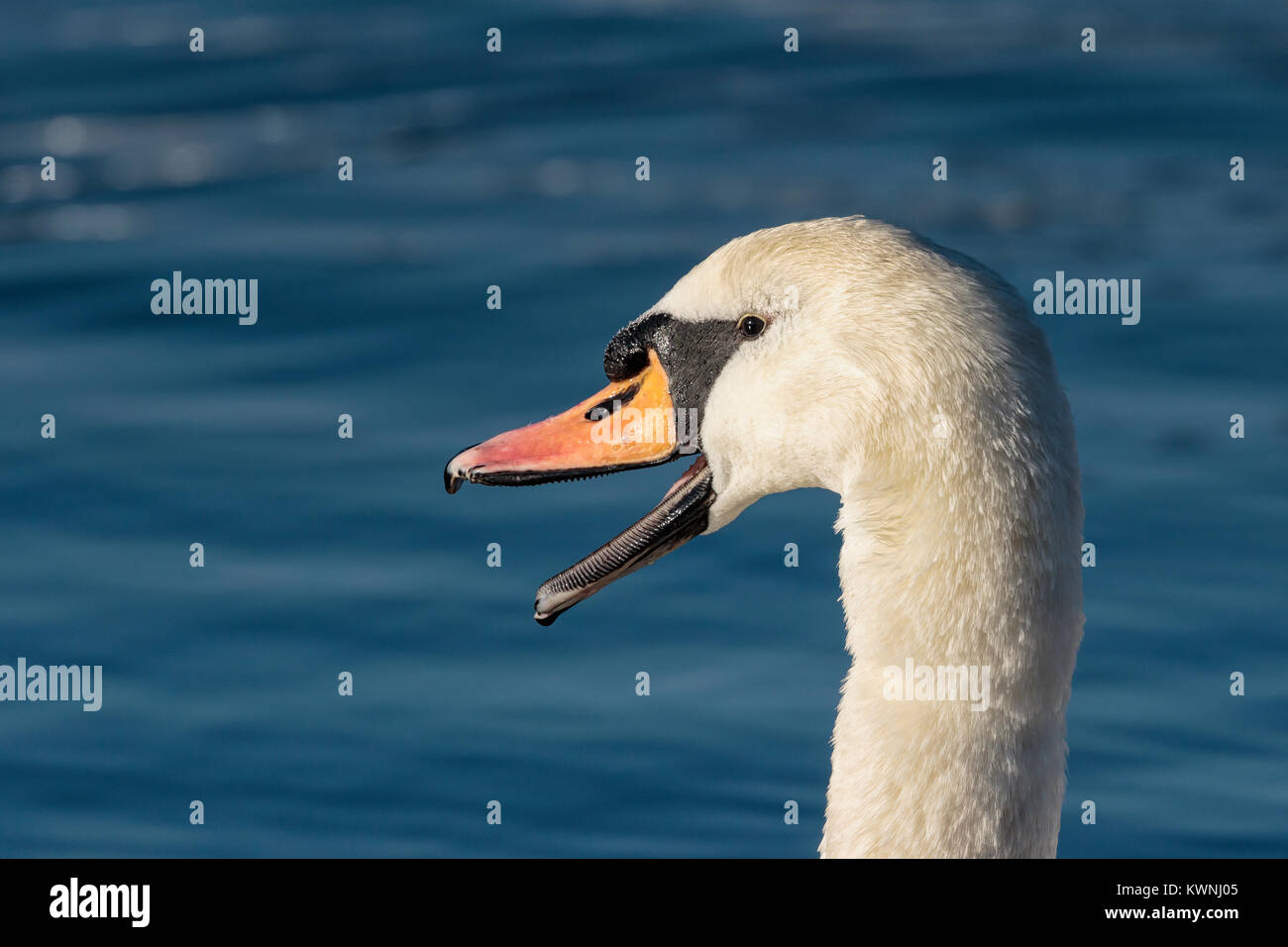 White swan facing left hi-res stock photography and images - Alamy