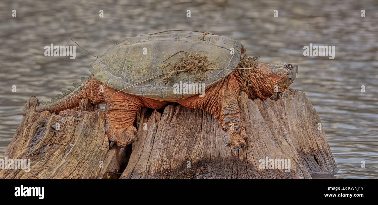A large Common Snapping Turtle basks on a log Stock Photo - Alamy