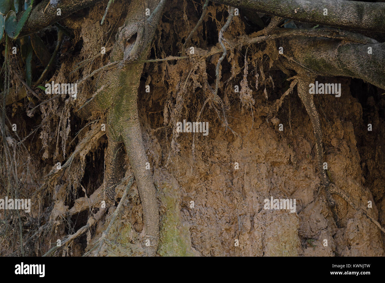 Tree with twisted roots Stock Photo - Alamy