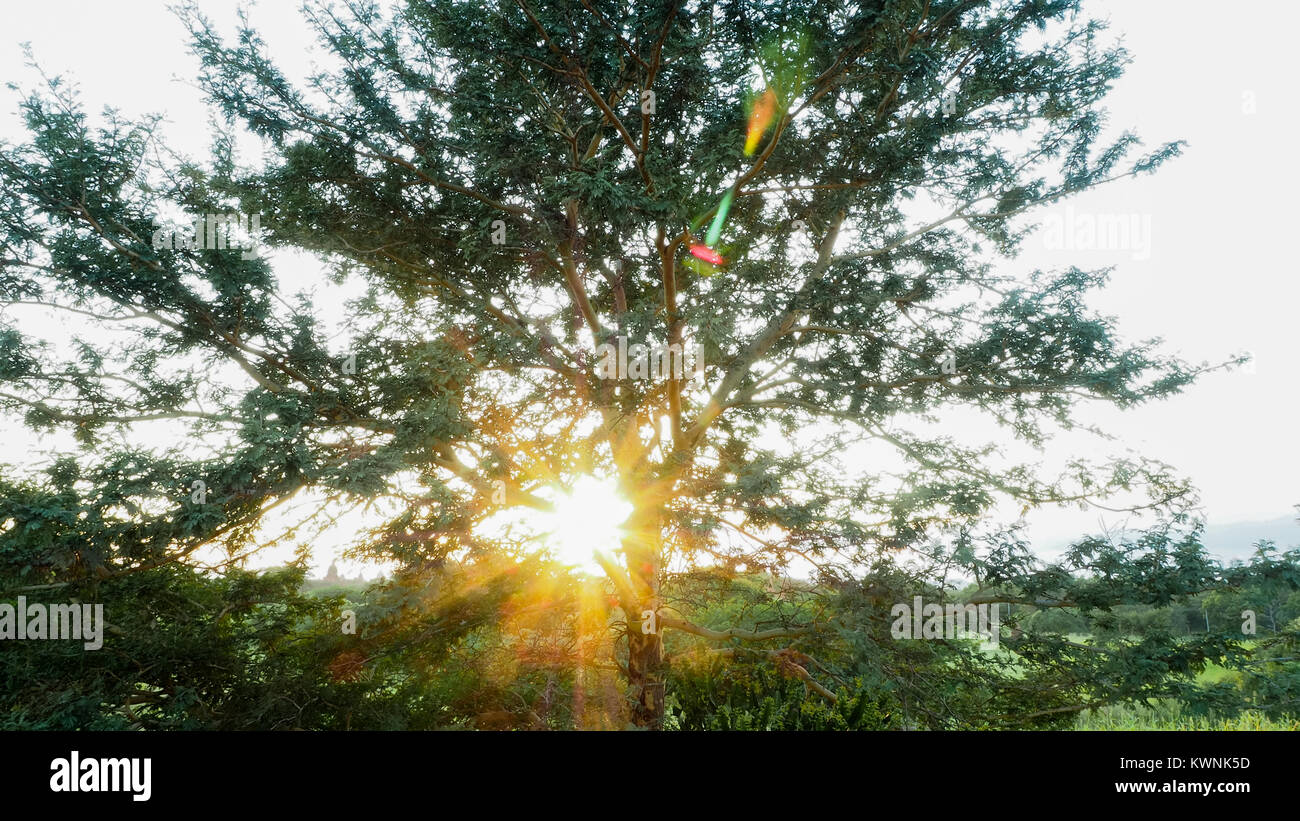 summer nature. sunlight in trees of green forest Stock Photo - Alamy