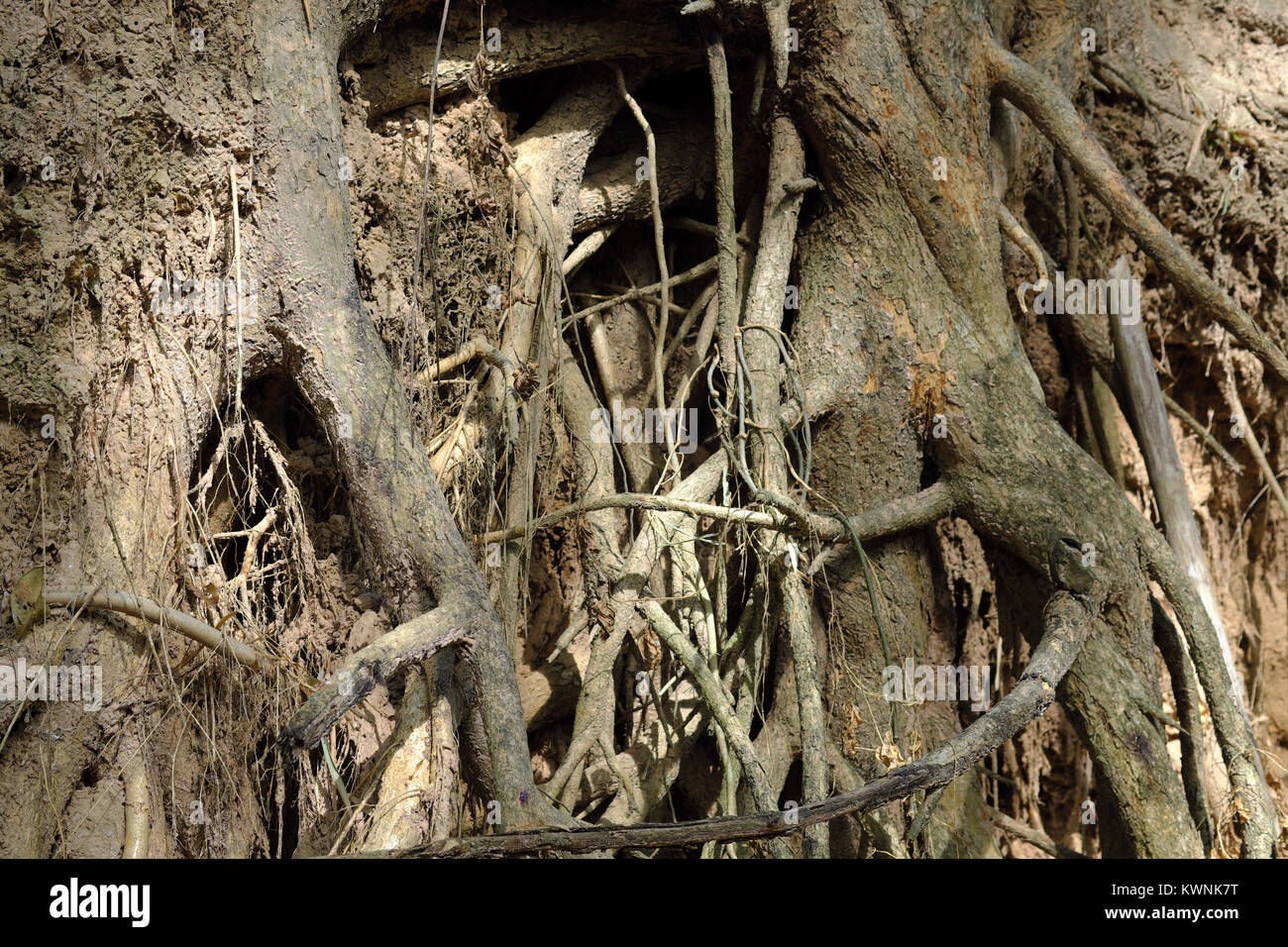Tree with twisted roots Stock Photo - Alamy