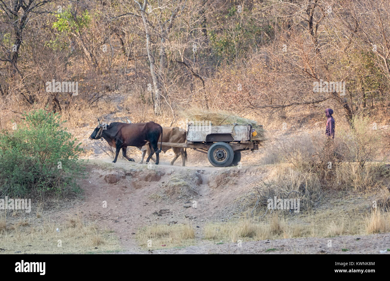 Cow drawn carriage hi-res stock photography and images - Alamy