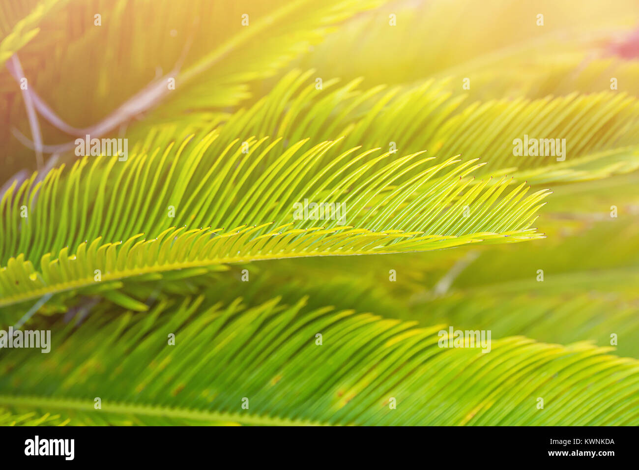 Feather like leaves hi-res stock photography and images - Alamy