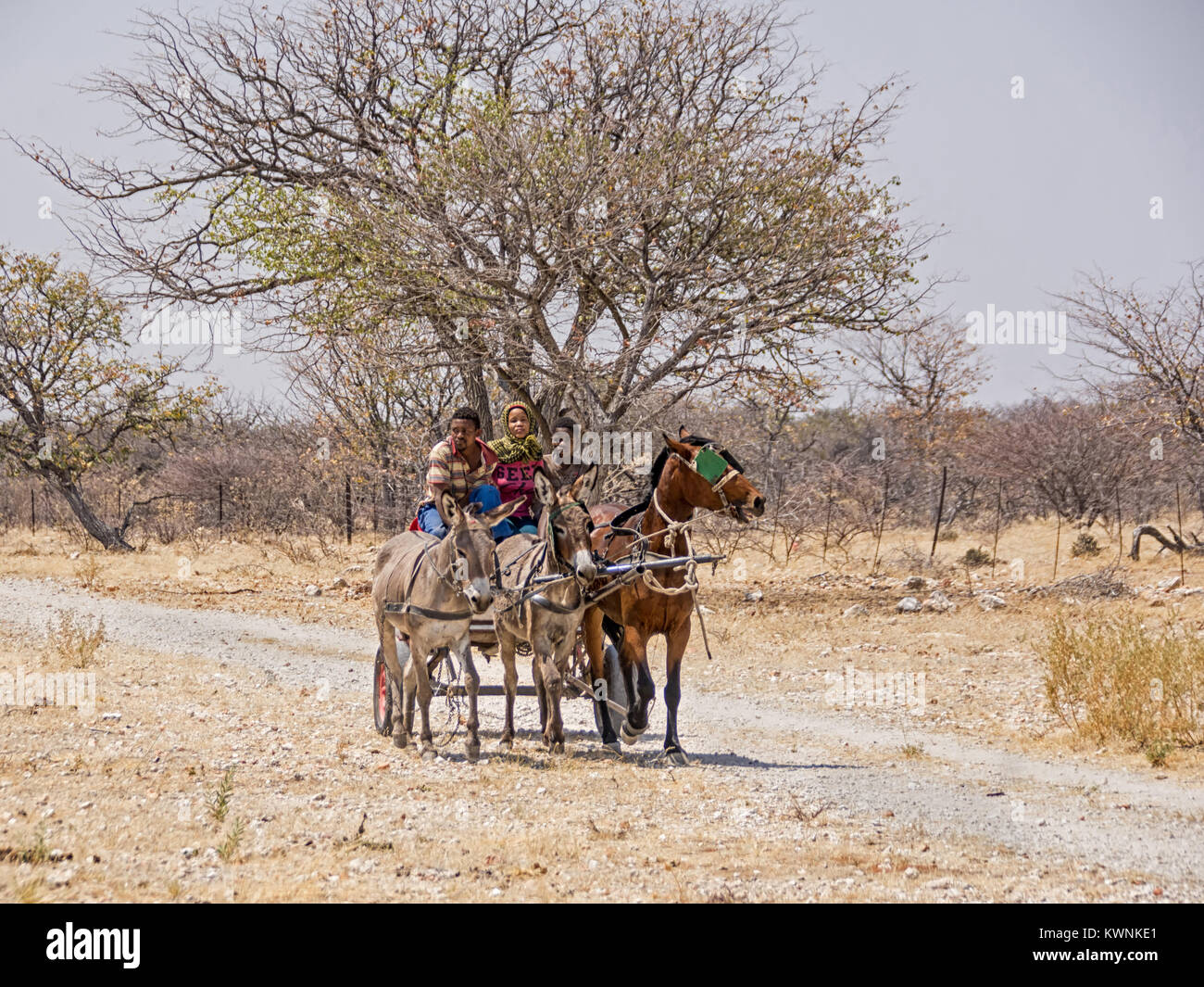 A horse and donkey drawn working cart in rural Namibia Stock Photo - Alamy