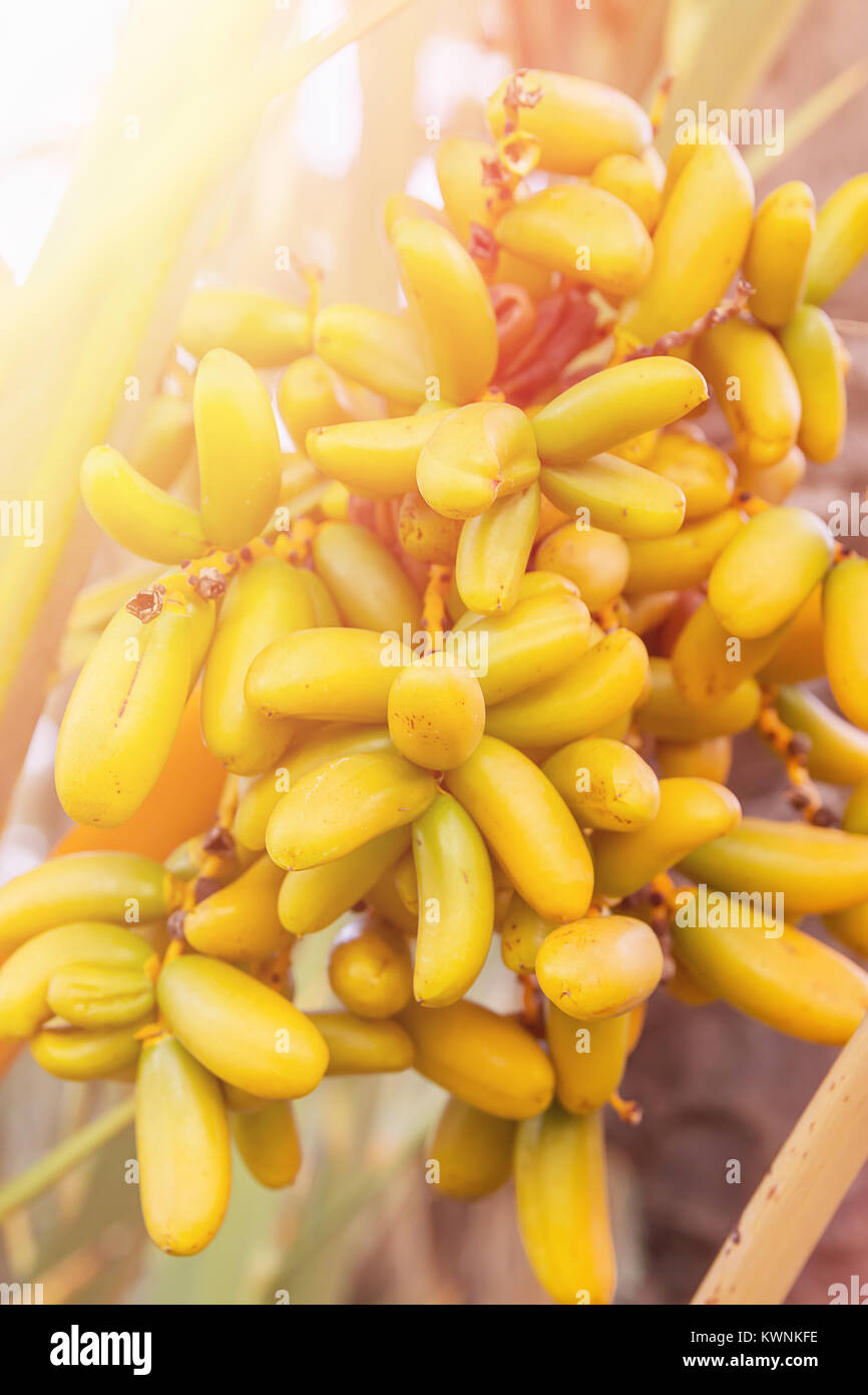 Bunch Cluster of Young Yellow Dates Hanging on Palm Tree Branch ...