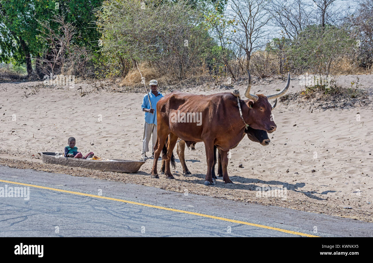 Rural Namibia, October 2017 - A wooden dugout canoe being drawn by cows ...