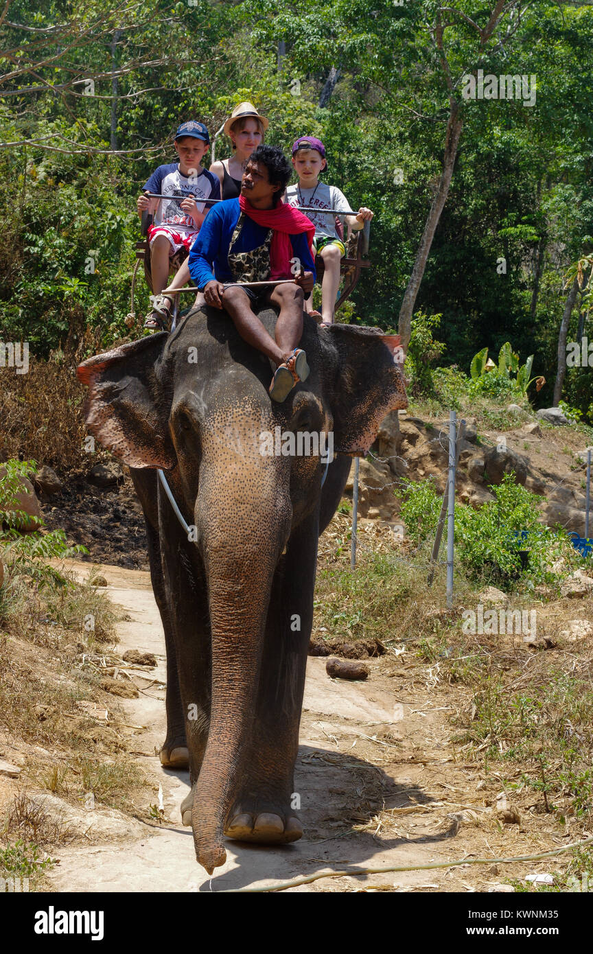 Asian elephant tree branch hi-res stock photography and images - Alamy