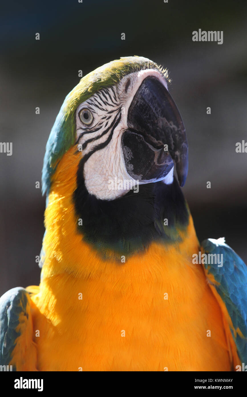 Dark blue parrot hi-res stock photography and images - Alamy