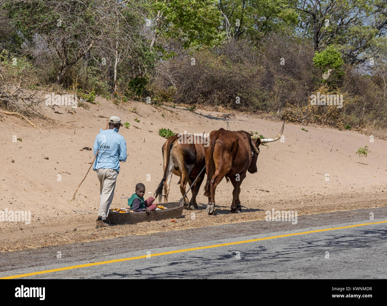 Rural Namibia, October 2017 - A wooden dugout canoe being drawn by cows ...