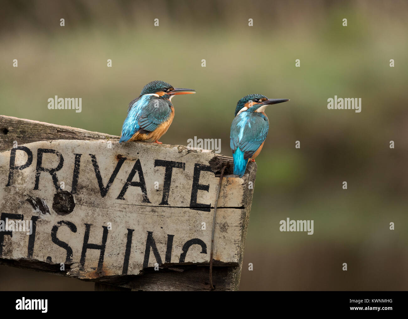 Kingfisher fish sign hi-res stock photography and images - Alamy