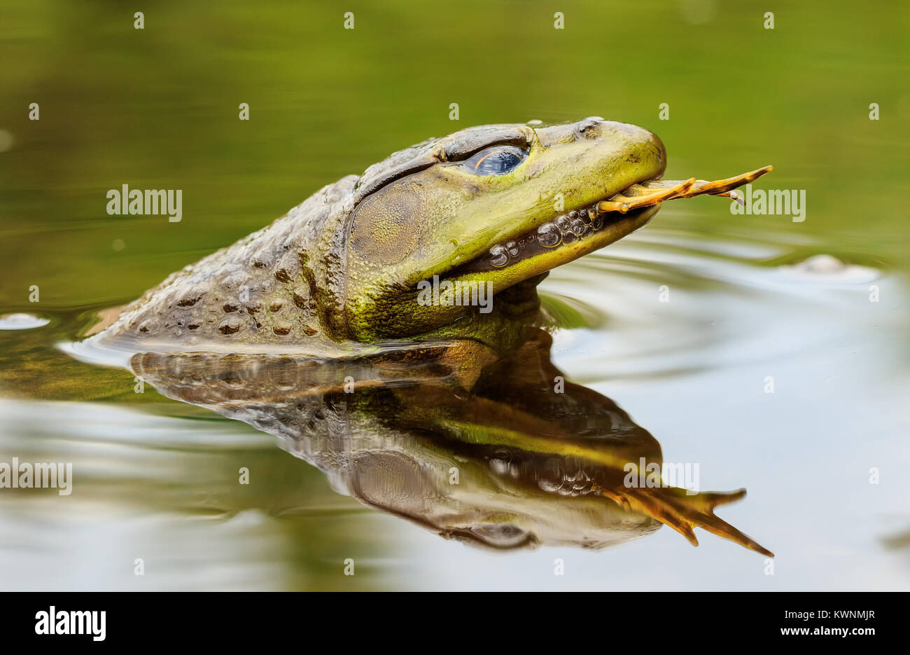 An American Bullfrog chokes down a smaller frog that got too close ...