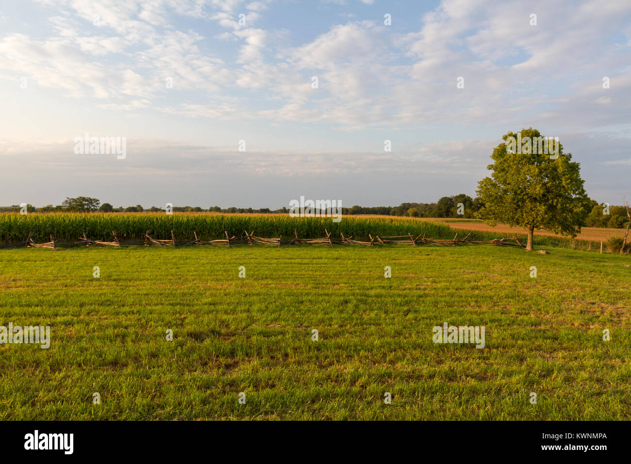 Miller's Cornfield (or simply 'the Cornfield'), Antietam National ...
