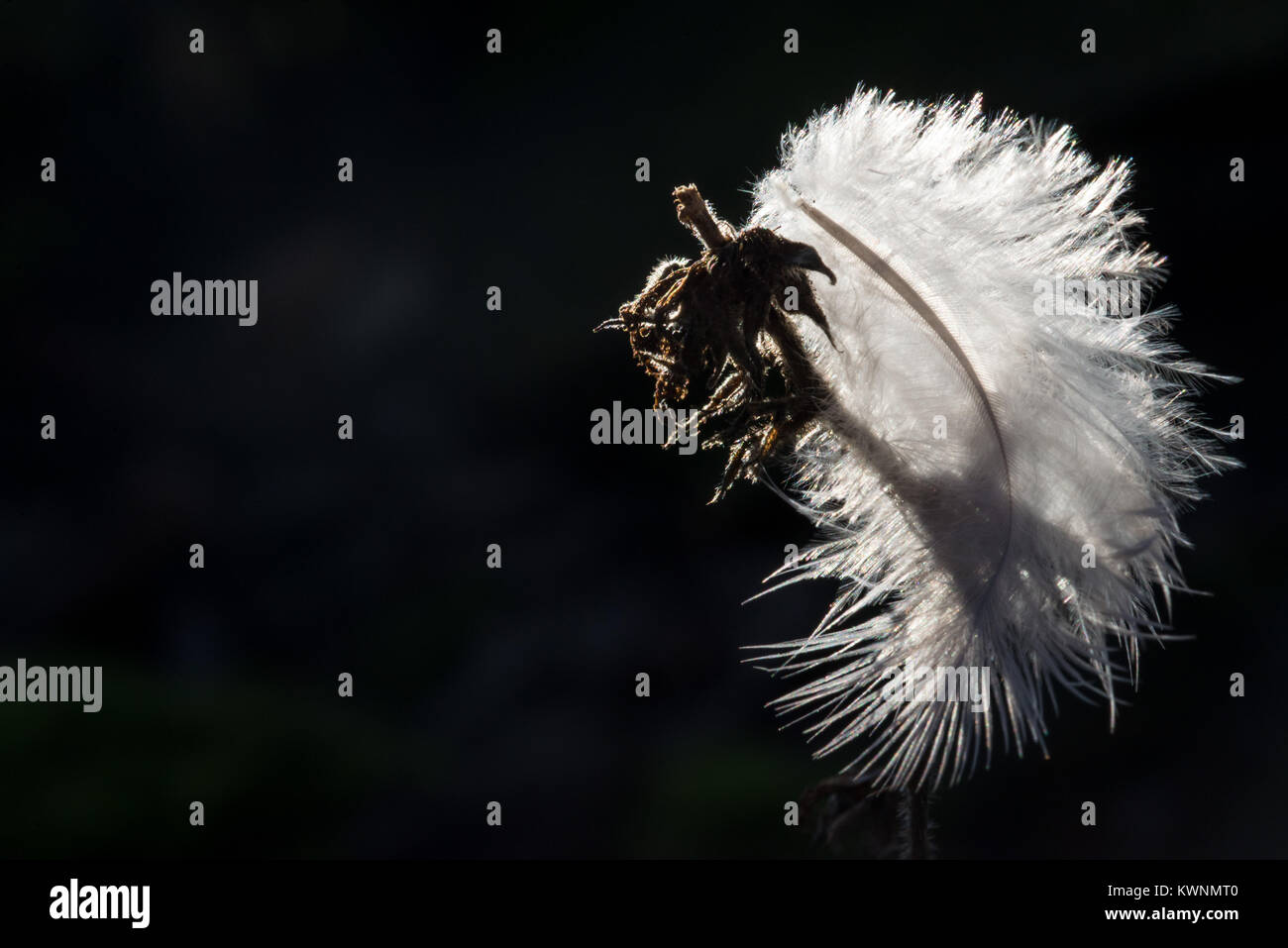 A bird's feather caught in a winter bramble Stock Photo - Alamy