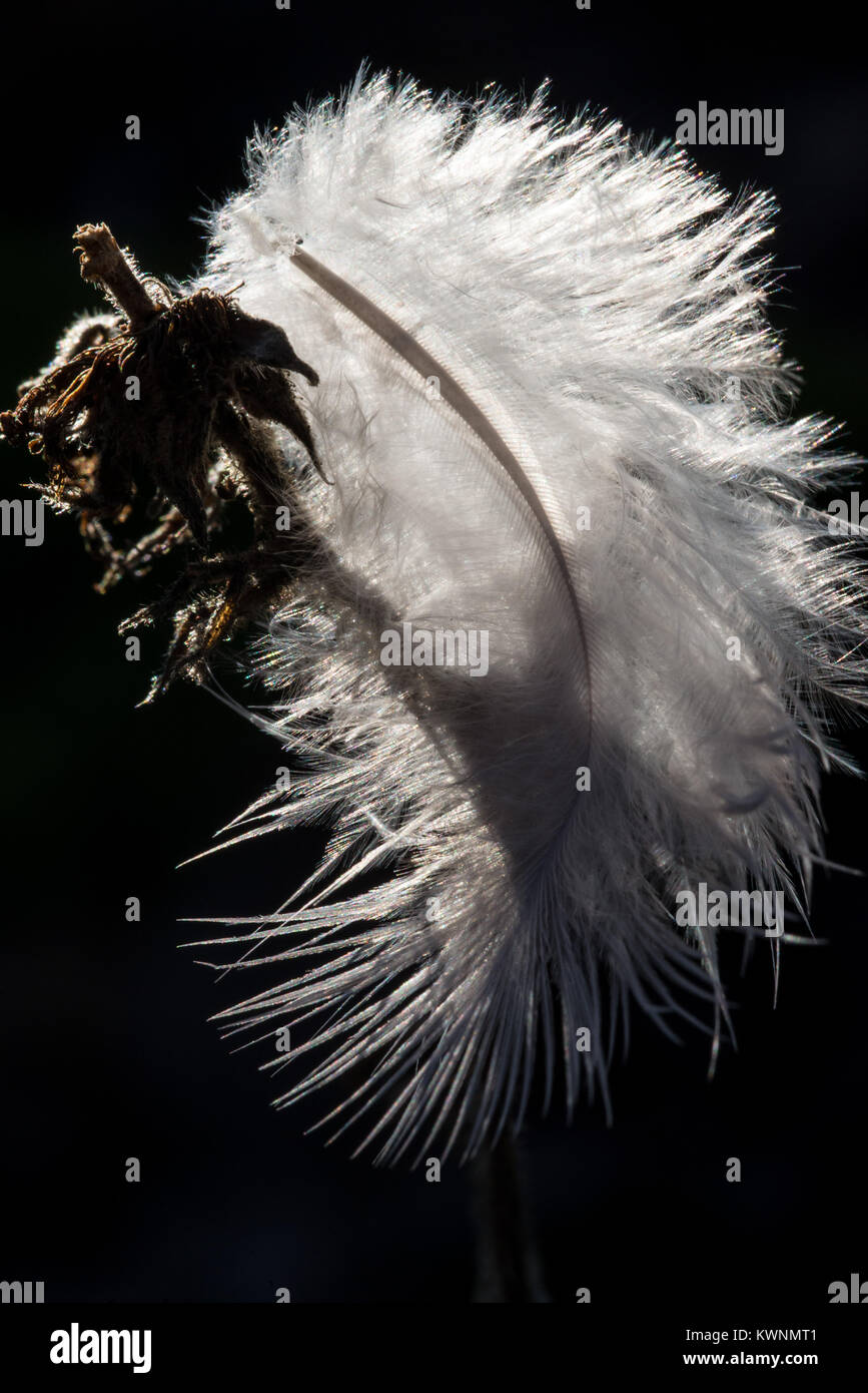 A bird's feather caught in a winter bramble Stock Photo - Alamy