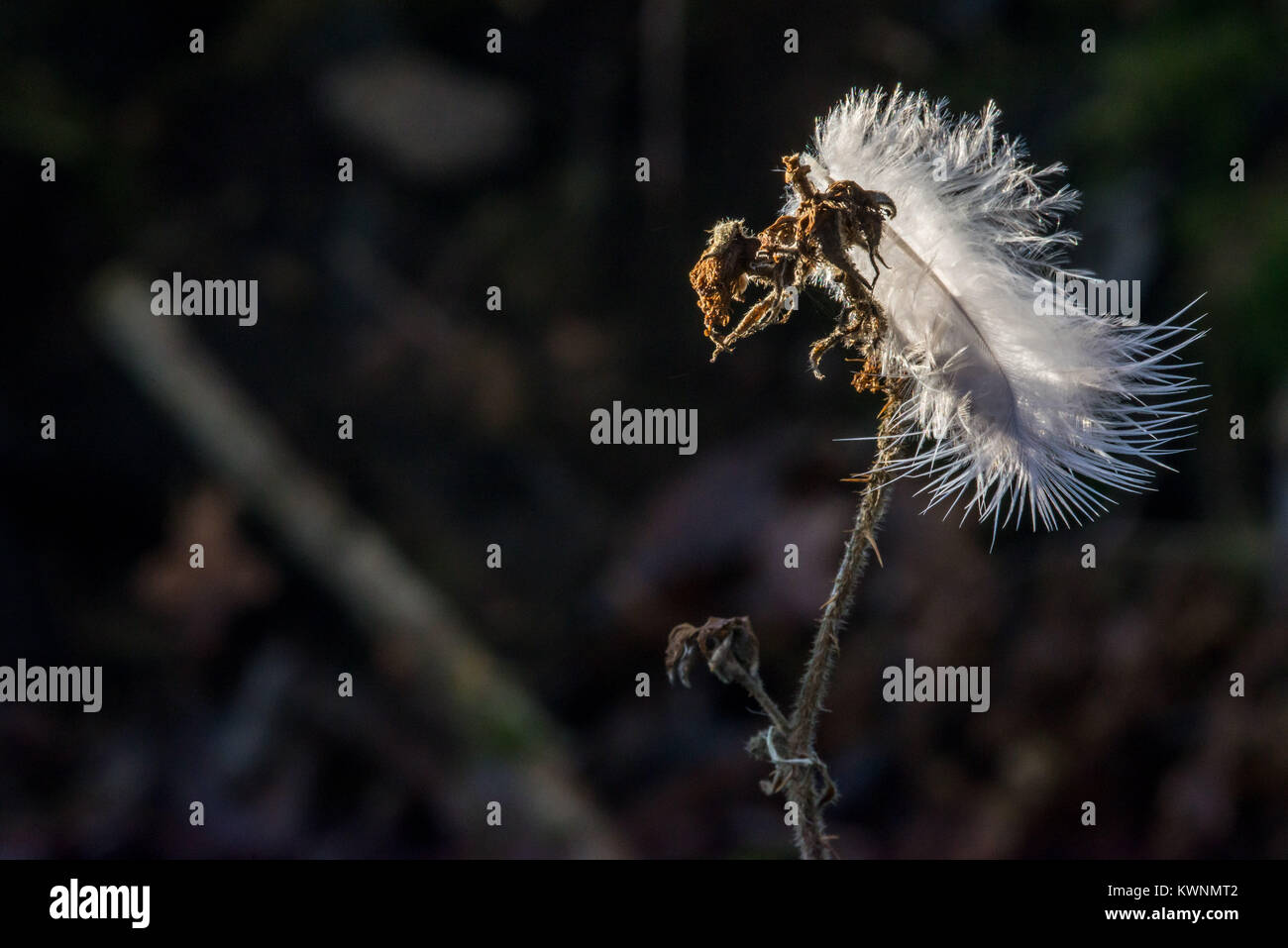 A bird's feather caught in a winter bramble Stock Photo - Alamy