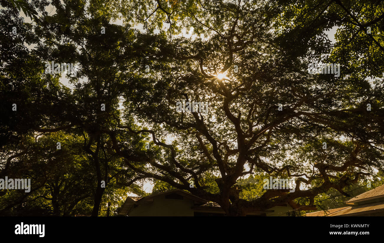 rain tree. Ancient tropical giant umbrella shape rain tree Stock Photo ...