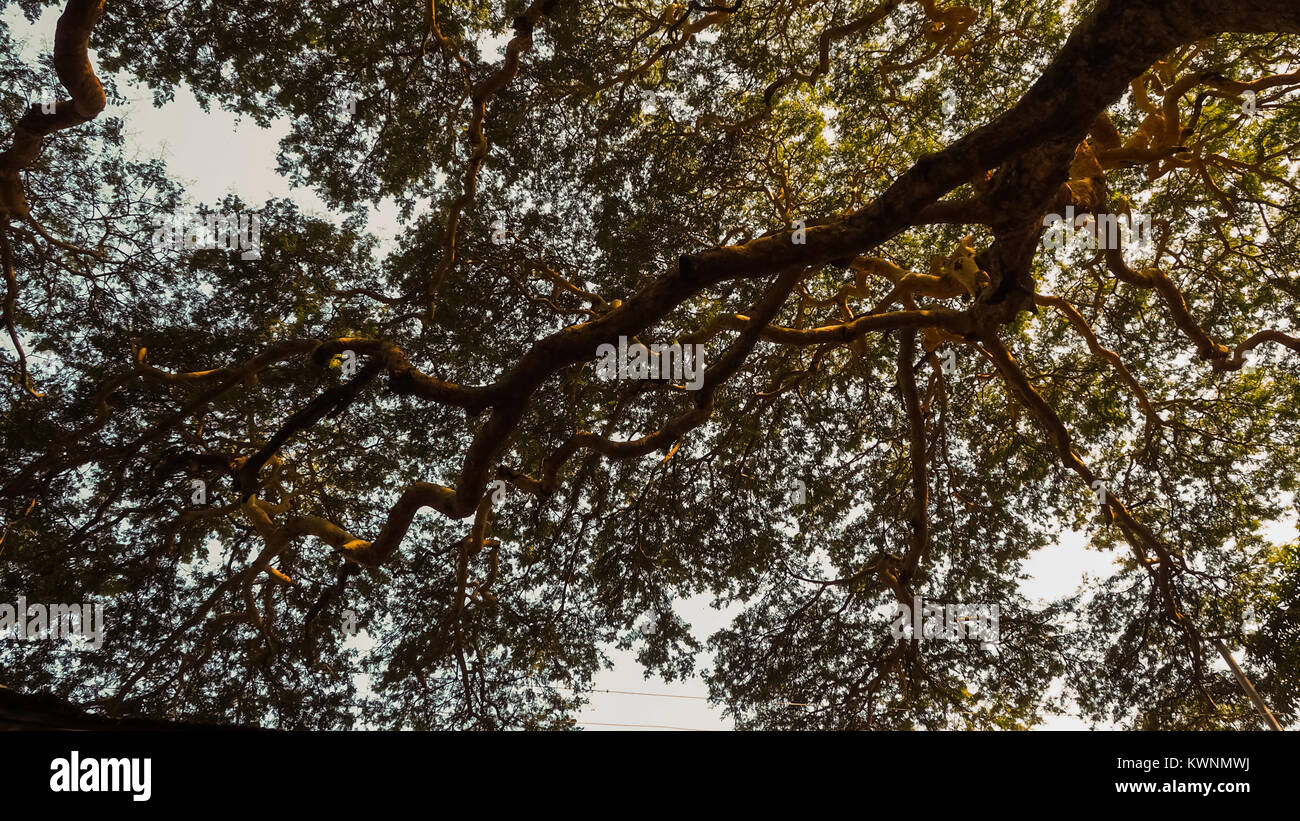 rain tree. Ancient tropical giant umbrella shape rain tree Stock Photo ...